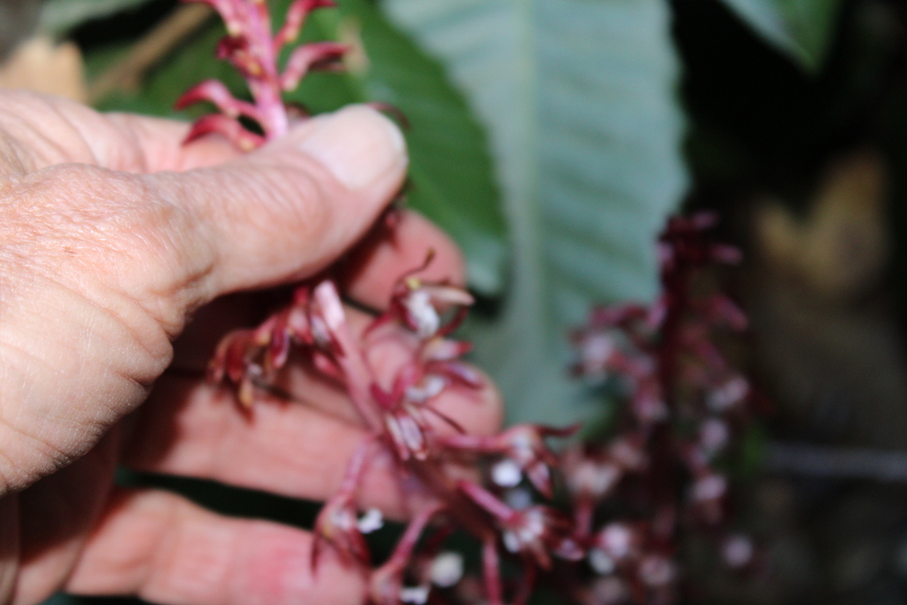 spotted coralroot from Kent Pump Rd, California 94924, USA on May 6 ...
