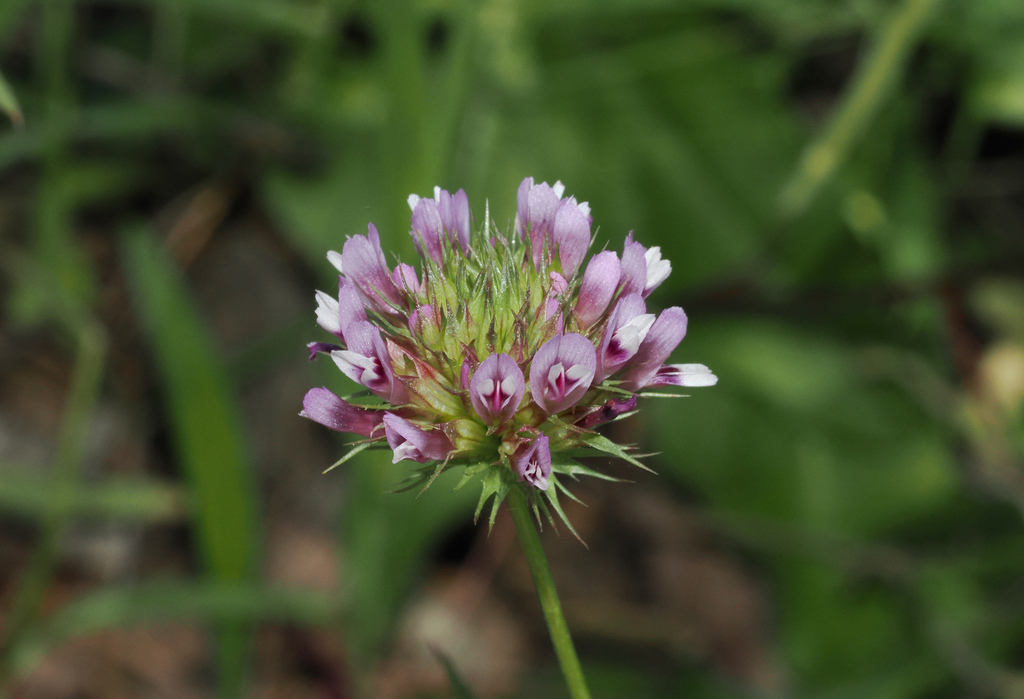 tomcat clover (Wildflowers @ Byrne Preserve) · iNaturalist