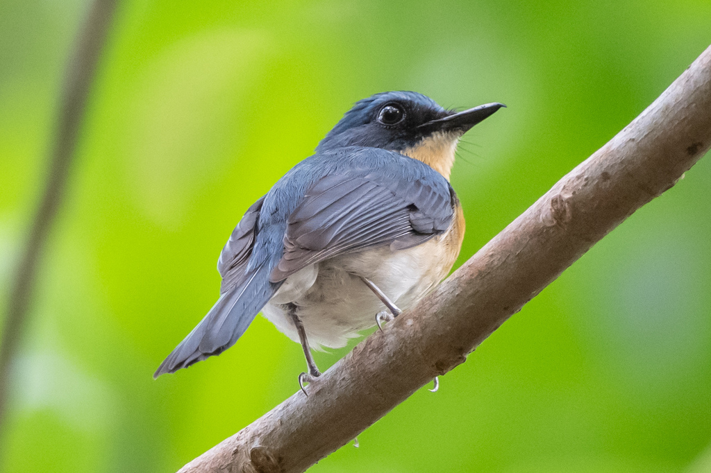 Palawan Blue Flycatcher in May 2024 by haitongyu · iNaturalist