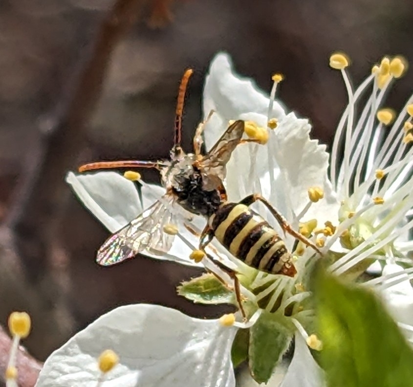 Nomad Bees from Winnipeg, MB R3G 3E4, Canada on May 10, 2024 at 03:28 ...