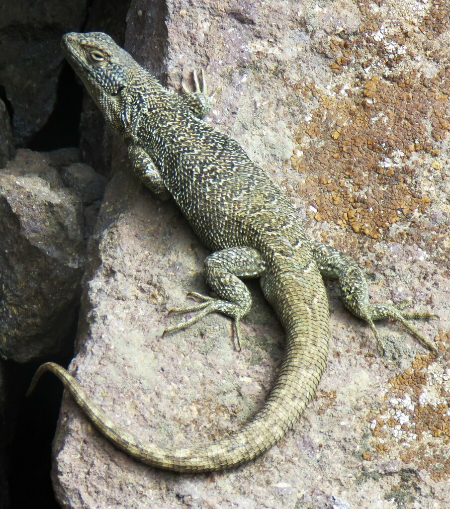 El Plomo Smooth-throated Lizard from Santiago Province, Santiago ...