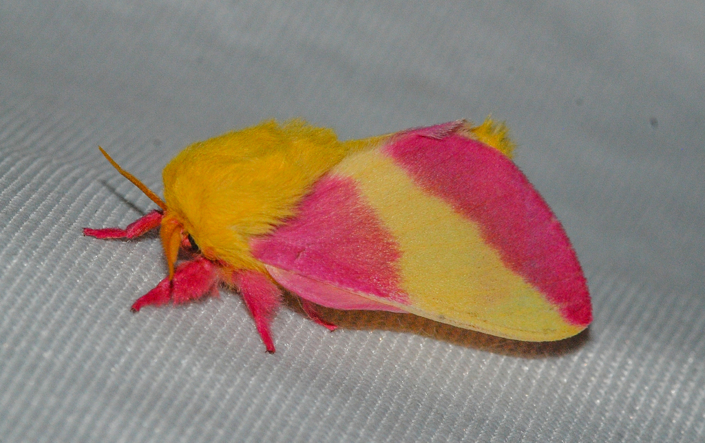 Rosy Maple Moth from McCreary County, KY, USA on April 22, 2019 at 09: ...