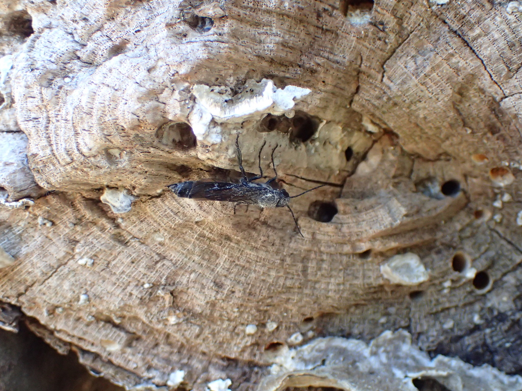 Tremex apicalis in May 2024 by renshuchu · iNaturalist
