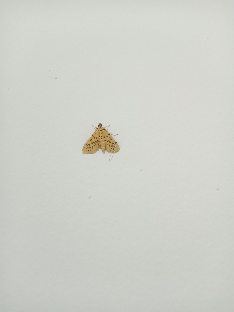 Yellow Peach Moth from Puthur, Thrissur, Kerala 680014, India on May 10 ...