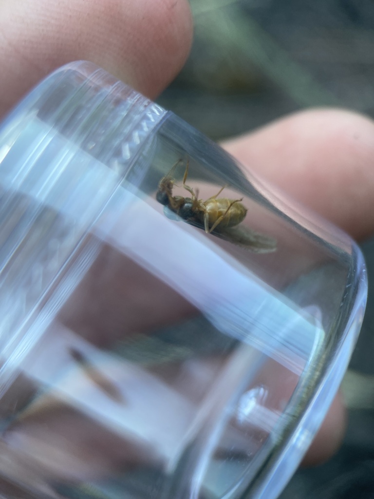 Lasius in May 2024 by Z · iNaturalist