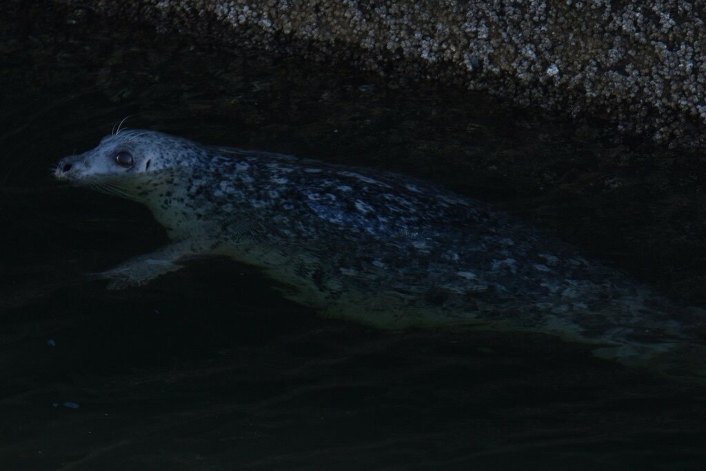 Harbor Seal from Seattle, WA, USA on May 10, 2024 at 04:52 PM by ...