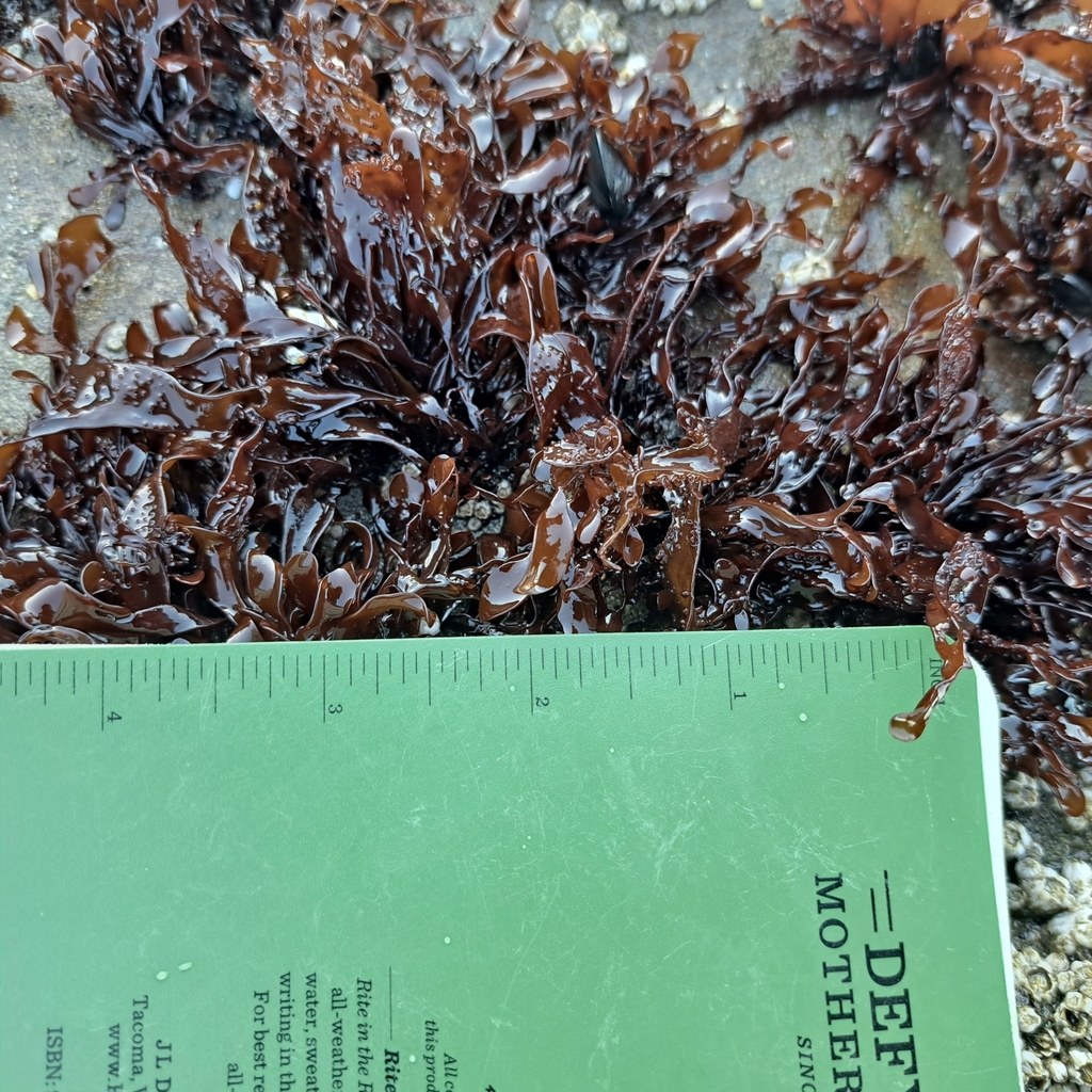 encrusting red algae from Jefferson County, WA, USA on May 10, 2024 at ...