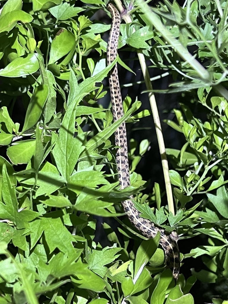 Checkered Garter Snake from FM-2538, Marion, TX, US on May 10, 2024 at ...