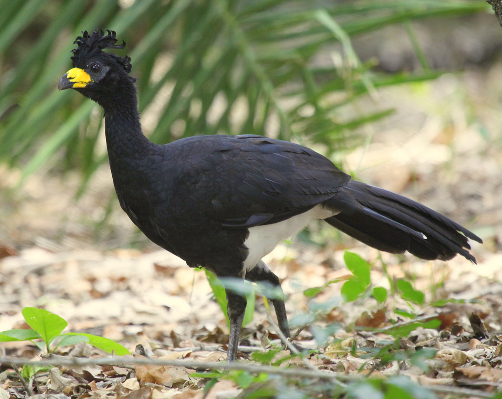 Bare-faced Curassow in November 2011 by Carmelo López Abad. Male ...