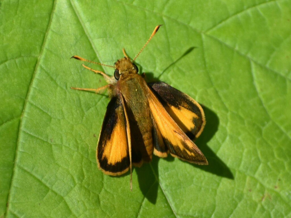 Zabulon Skipper from Henry County, IA, USA on May 7, 2024 at 02:42 PM ...