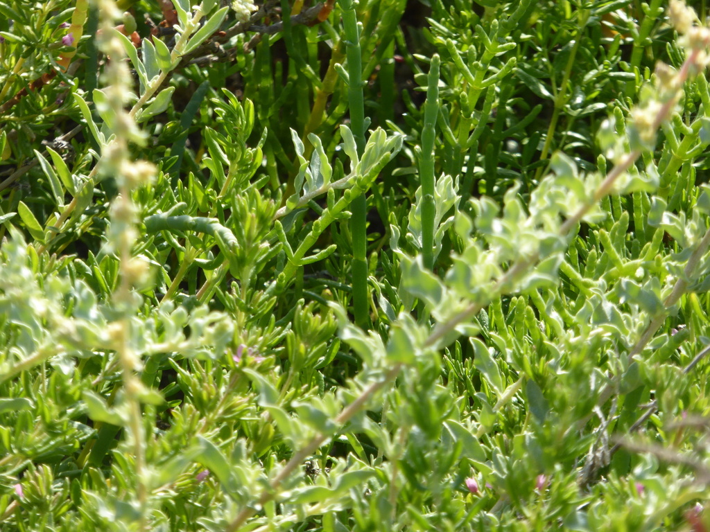 Saltwort from Chula Vista, CA, USA on May 10, 2024 at 03:49 PM by ...