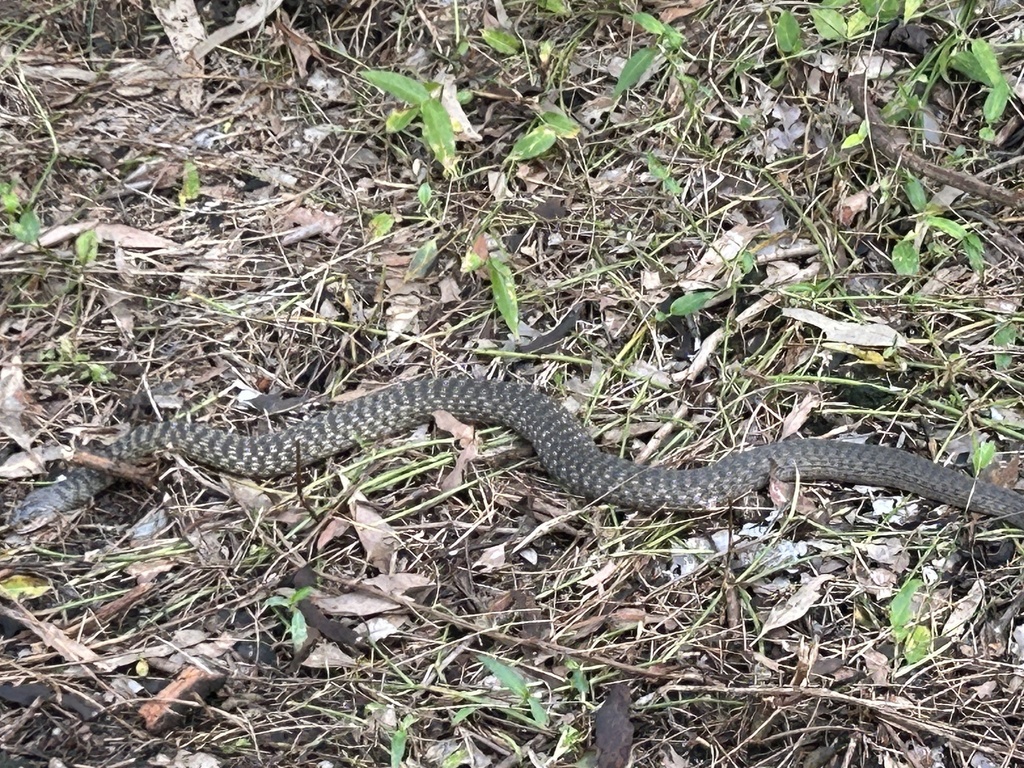 Common keelback from New Norwell Rd, Woongoolba, QLD, AU on May 11 ...