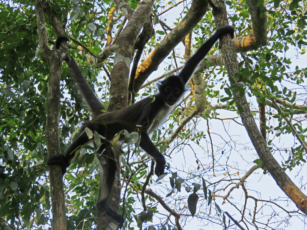 Mono Araña Centroamericano en mayo 2024 por Jean Eichholtzer ...