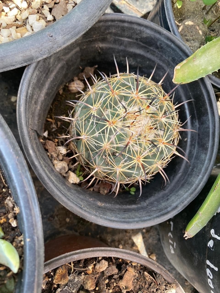 Coryphantha by Emiliano · iNaturalist