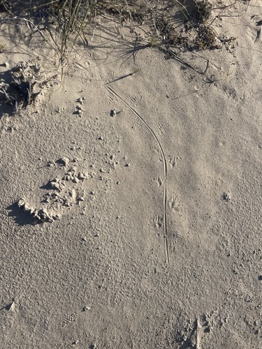 iNaturalist Tracking Database – NatureTracking