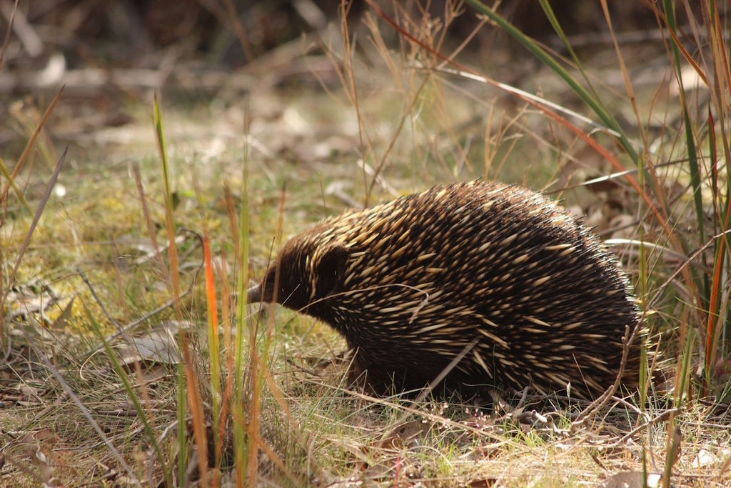 Eastern Short-beaked Echidna from Steiglitz VIC 3331, Australia on ...