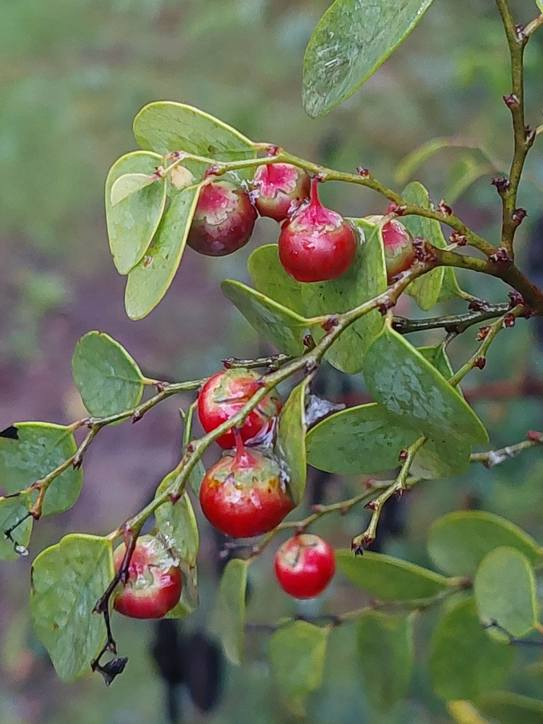 coffee bush from Beecroft NSW 2119, Australia on May 11, 2024 at 04:49 ...