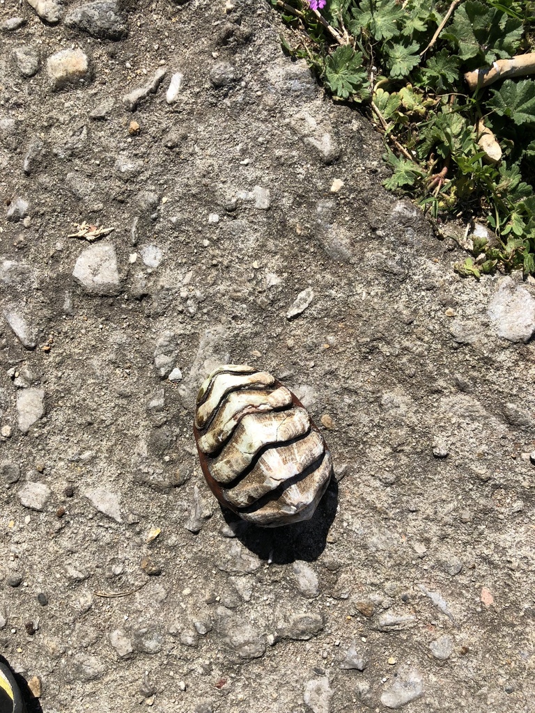 giant chiton from Hermanus, 7200南非 on October 3, 2018 at 10:14 AM by ...