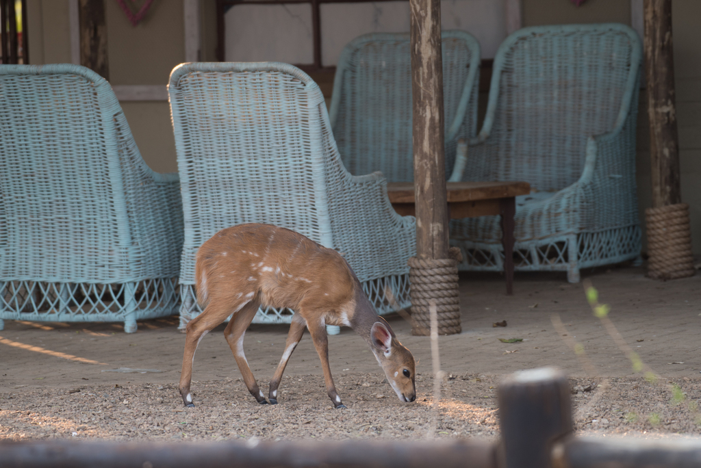 Cape Bushbuck from 南非默帕尼區自治市 on September 26, 2018 at 11:06 PM by 帕索卡 ...