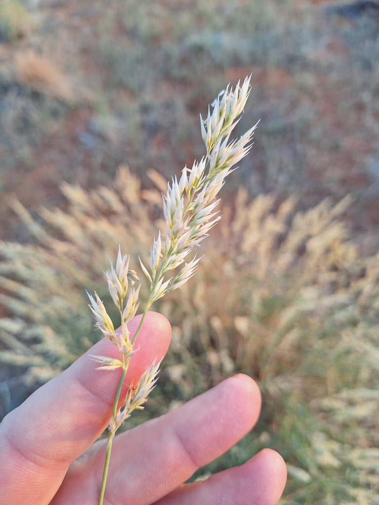 Kalahari Sour Grass from ZF Mgcawu District Municipality, South Africa ...