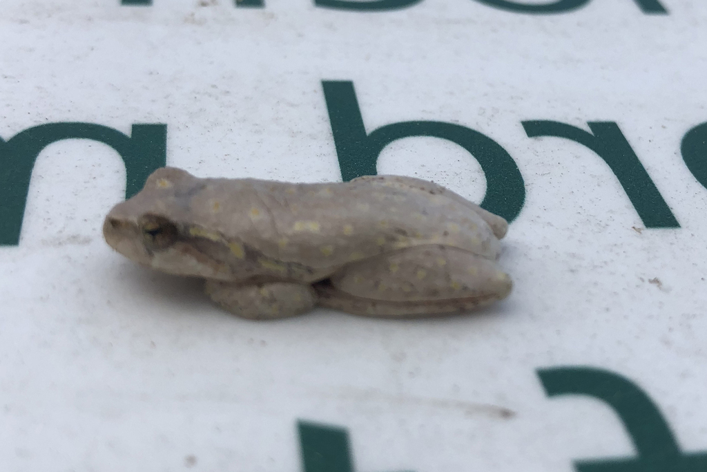 Spotted Painted Reedfrog from 南非斯韦伦丹邮政编码: 6740 on October 2, 2018 at 07 ...