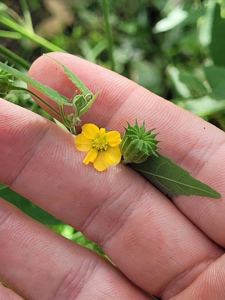 straggly lantern-bush in May 2024 by m_gardner · iNaturalist