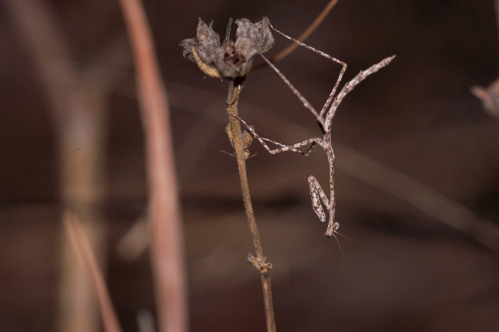Austrovates variegata from Lakefield QLD 4892, Australia on July 16 ...