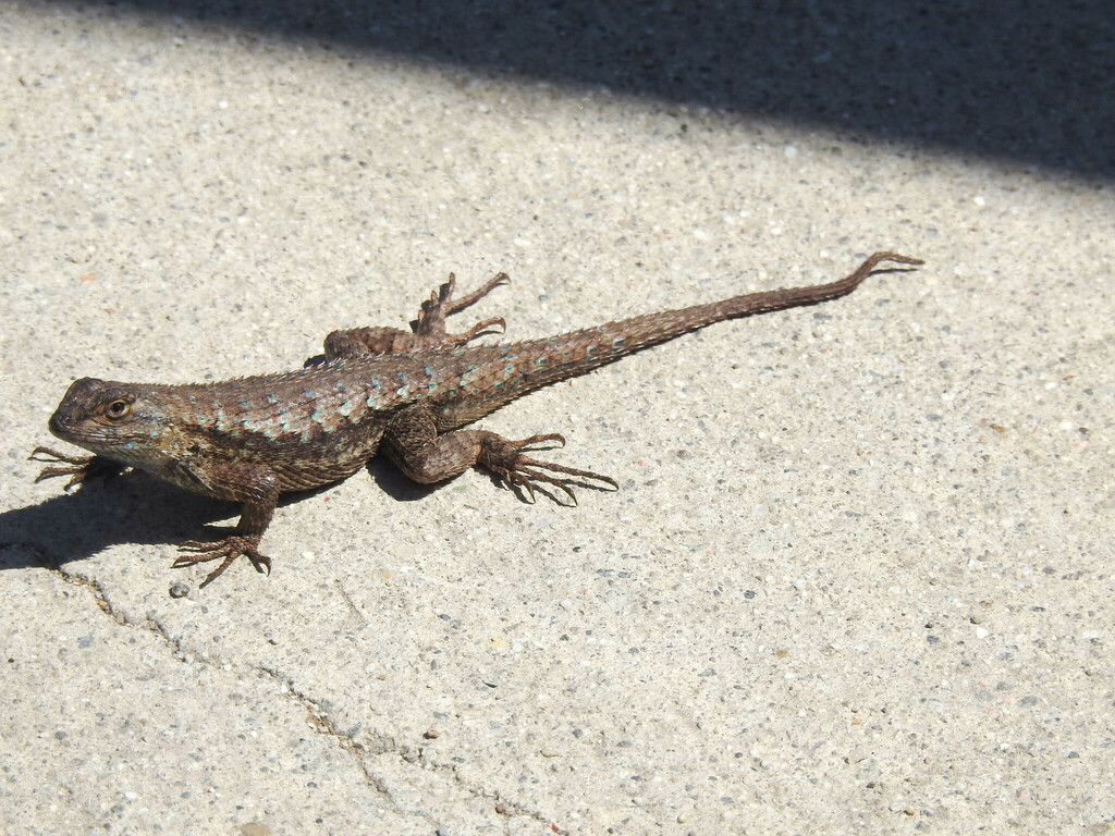 Spiny Lizards from San Saba County, TX, USA on April 5, 2017 at 09:09 ...