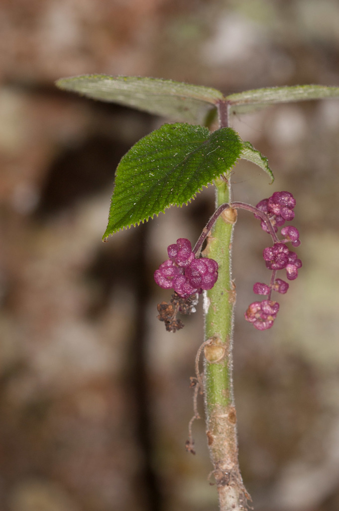 Gympie Stinging Tree (Dendrocnide moroides) - Botanical Realm