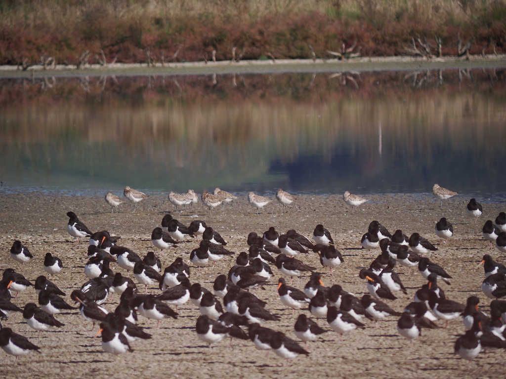 Eastern Bar-tailed Godwit from Pūkorokoro / Miranda, New Zealand on May ...