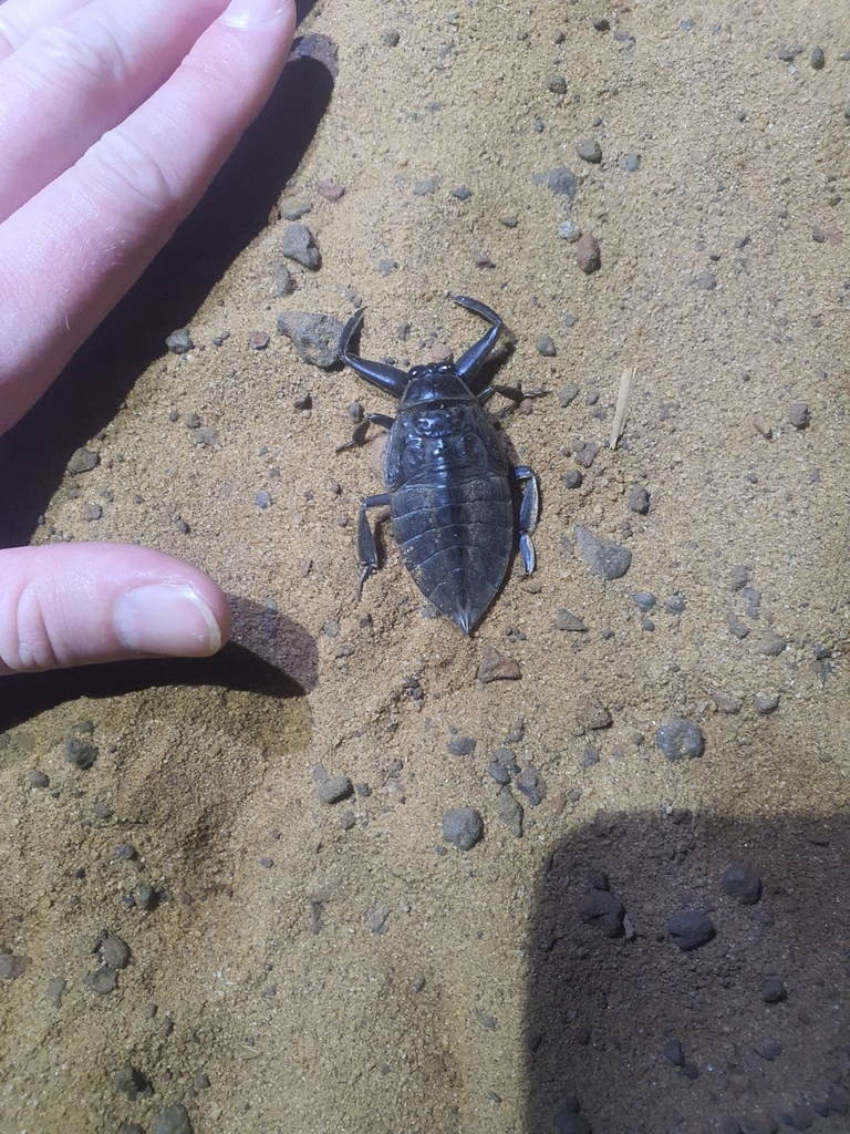 Madagascan Giant Water Bug from Sainte Luce, Madagascar on May 10, 2024 ...