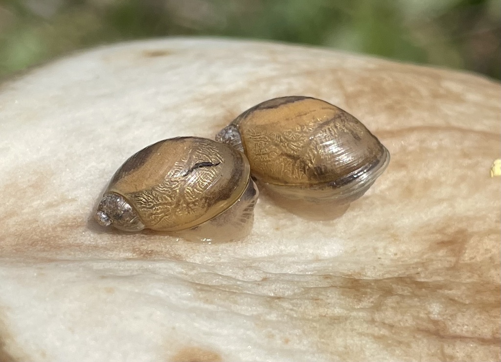 Succinea lauta from Kuril'skiy rayon, RU-SL, RU on May 11, 2024 at 02:29 PM by sergey_stefanov ...