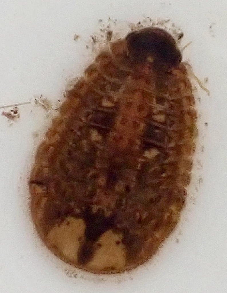 Water Penny Beetles from Austinville Mudgeerabah Creek, QLD, Australia ...