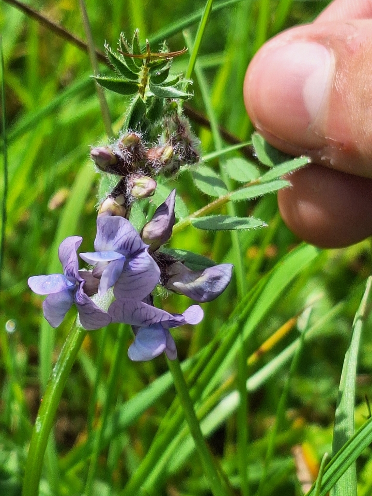 Bush Vetch from Rochdale OL12, UK on May 11, 2024 at 10:26 AM by Jai ...