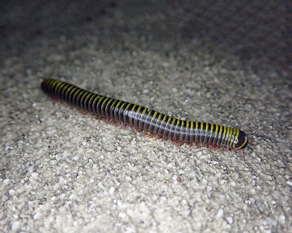 Bumblebee Millipede from Florida Center, Orlando, FL, USA on May 09 ...