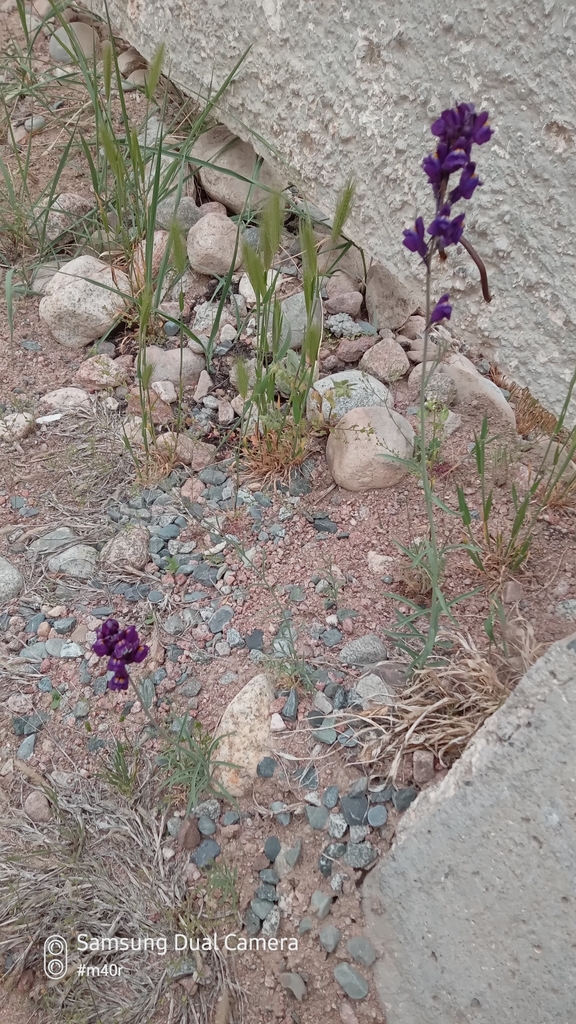 Linaria bungei from M52V+F5M, Бостери, Кыргызстан on May 11, 2024 at 04 ...