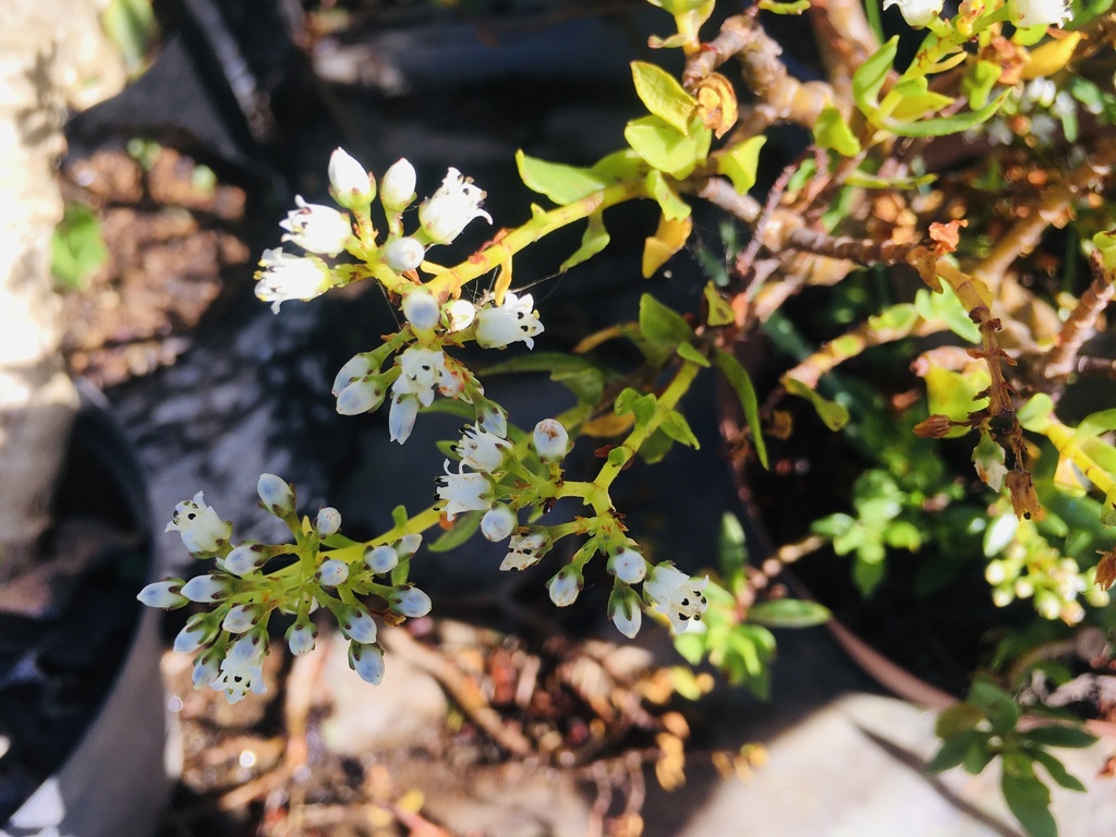Bonsai Stonecrop from Buffalo City Rural, Buffalo City, EC, ZA on May ...