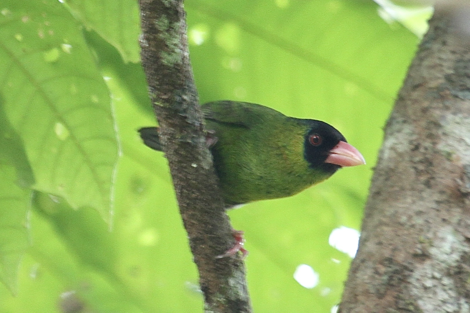Erythrura kleinschmidti (Finsch, 1878)