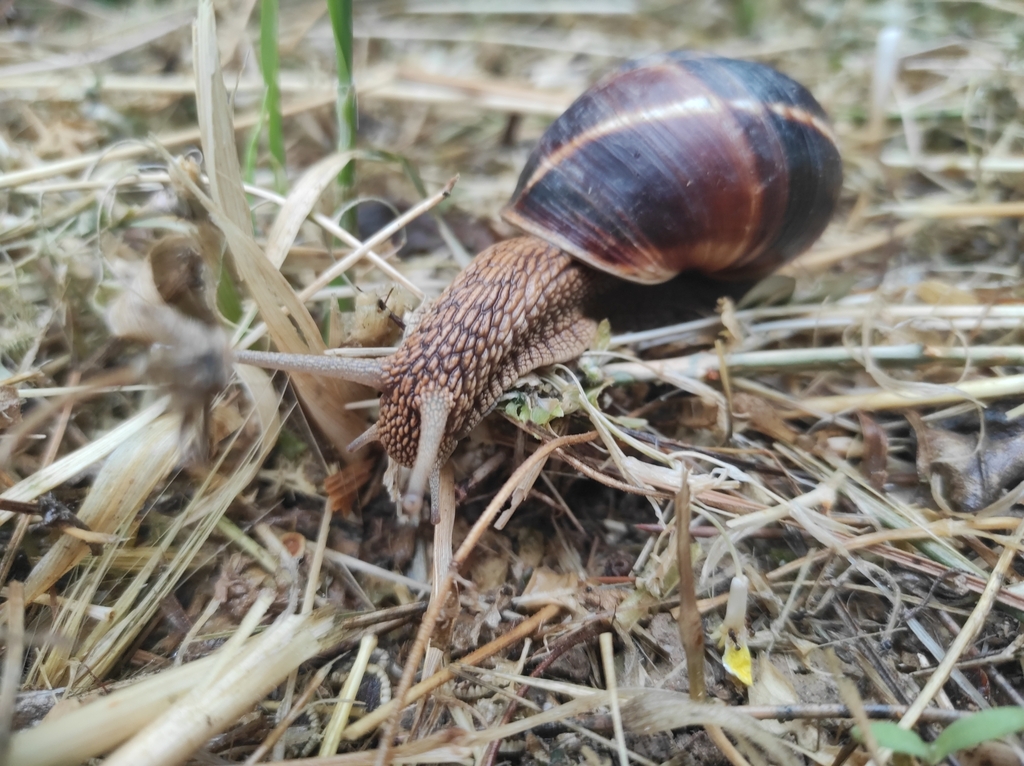 Turkish Snail from Arızlı, 41001 İzmit/Kocaeli, Türkiye on May 11, 2024 ...