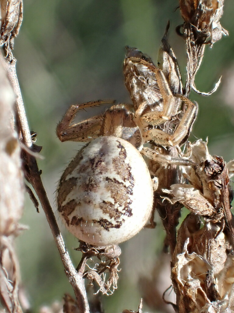 Ground Crab Spiders from Barcelona, Spain on May 11, 2024 at 10:06 AM ...
