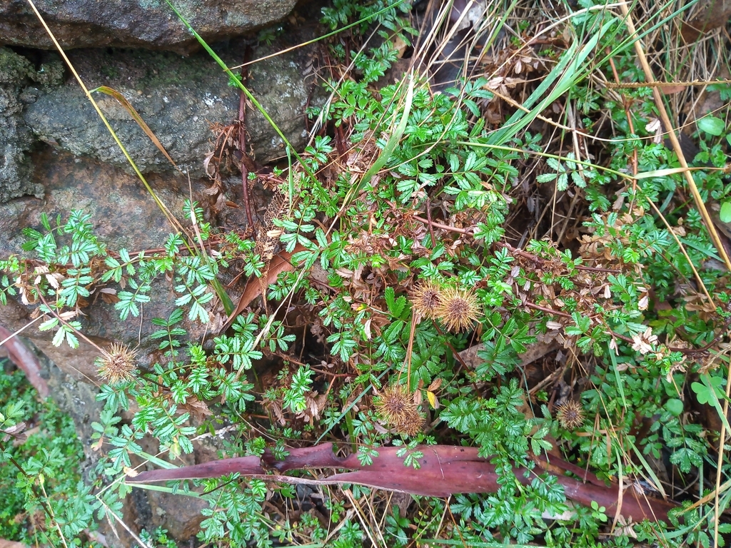 Biddy-biddy from Golden Plains - South-East, AU-VI, AU on May 10, 2024 ...