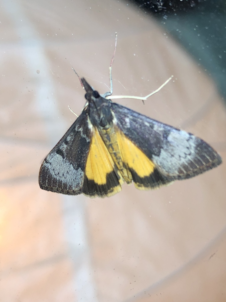 Tree Lucerne Moth from Vale St, Skye, SA, AU on May 11, 2024 at 09:32 ...