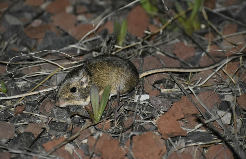 Great Basin Pocket Mouse from Harney County, OR, USA on May 9, 2024 at ...