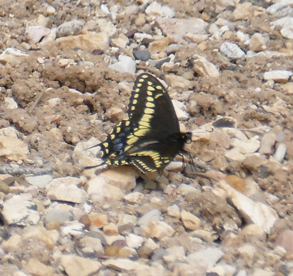Desert Black Swallowtail from Coconino County, AZ, USA on May 1, 2024 at 01:15 PM by Wendy ...