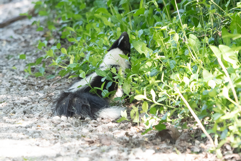 Striped Skunk from Indian Springs, Columbus, OH 43214, USA on April 29 ...