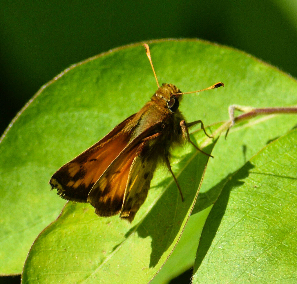 Zabulon Skipper from Windsor Heights, IA, USA on May 10, 2024 at 09:37 ...