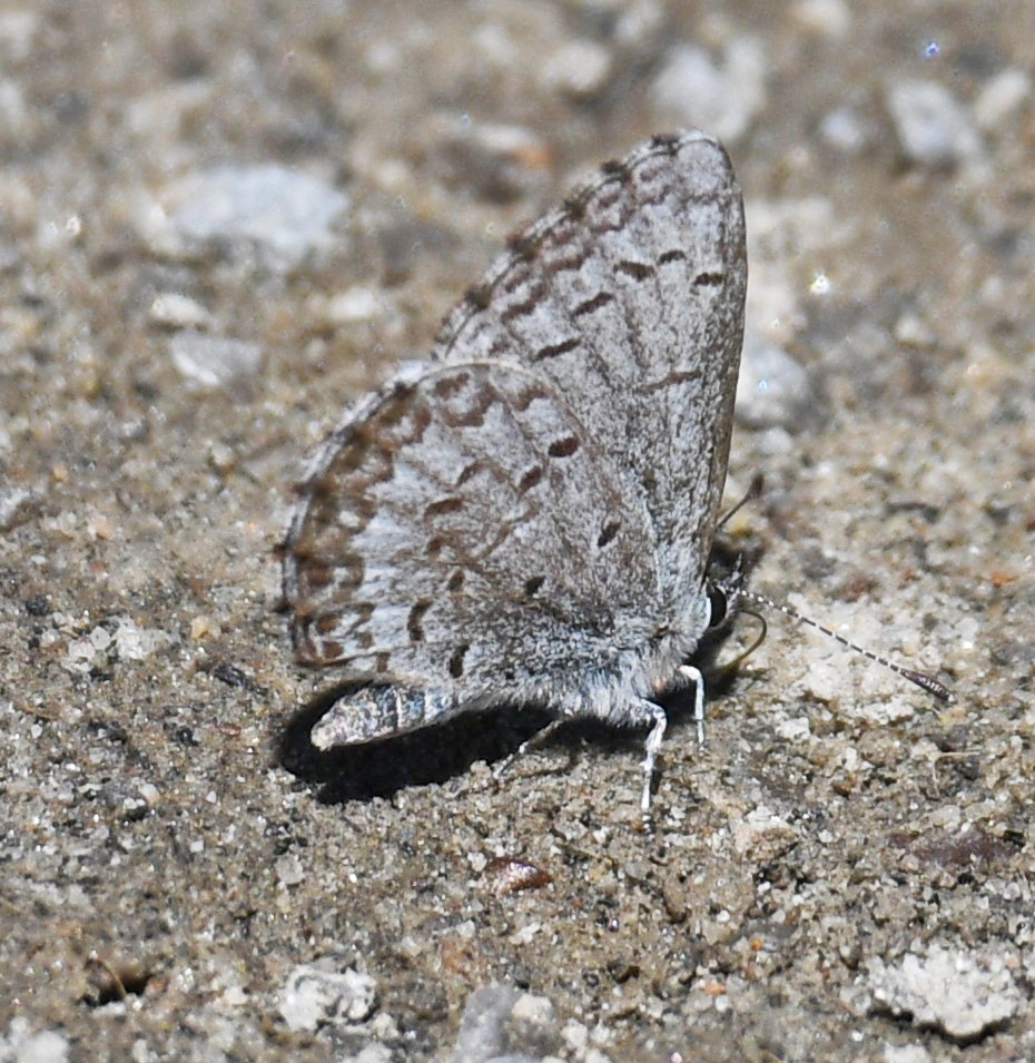 Northern Azure from Peterborough County, ON, Canada on May 7, 2024 at ...