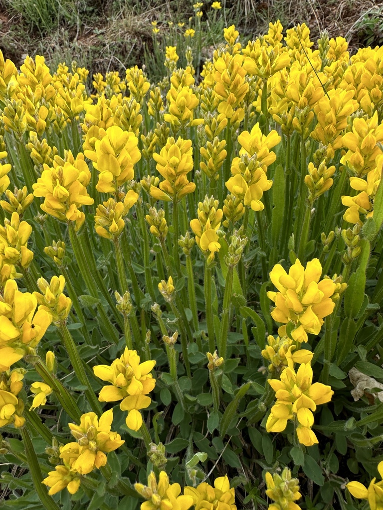 Winged Broom (Genista sagittalis) - Botanical Realm