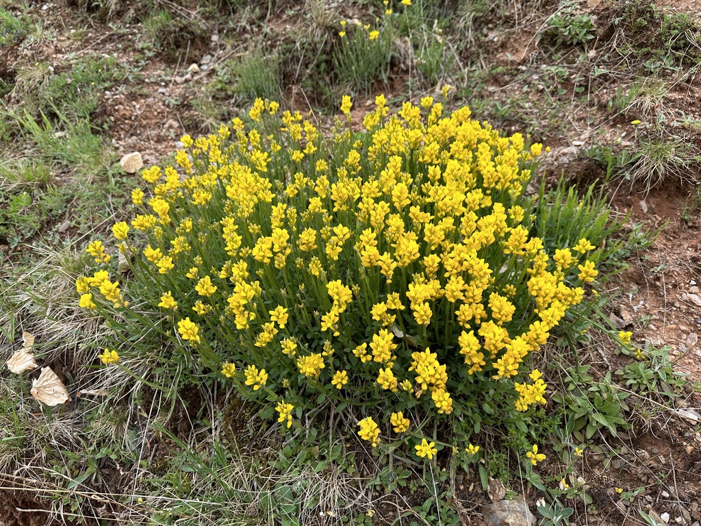 Winged Broom (Genista sagittalis) - Botanical Realm