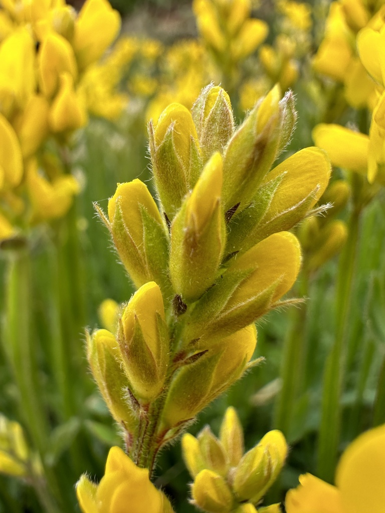 Winged Broom (Genista sagittalis) - Botanical Realm